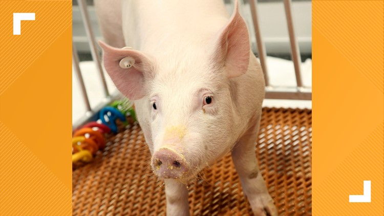 FDA approves genetically modified pig for drugs, food | newscentermaine.com