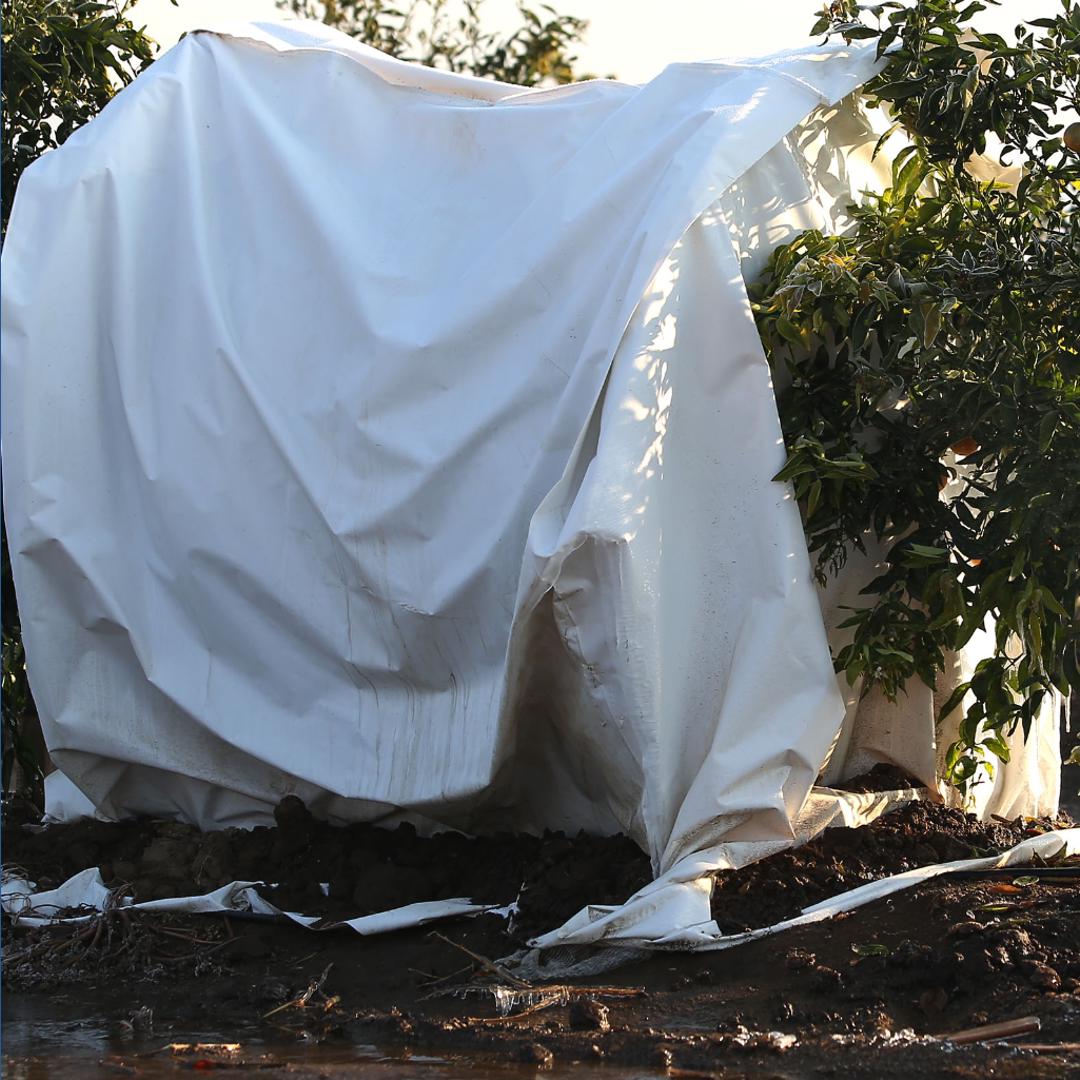 Eustis deer cam live stream | newscentermaine.com