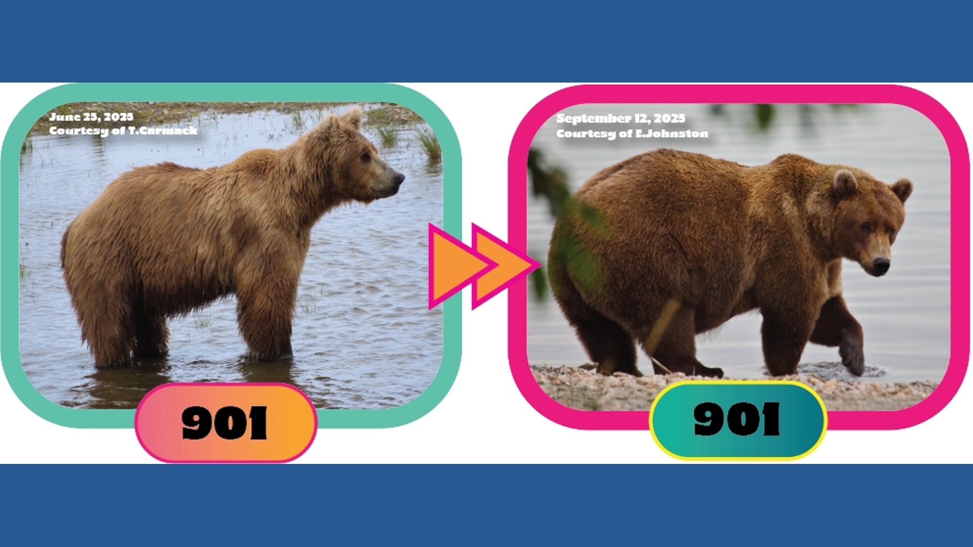 Fat Bear Week 2025 competitors: From broken-jawed chunk to defending ...