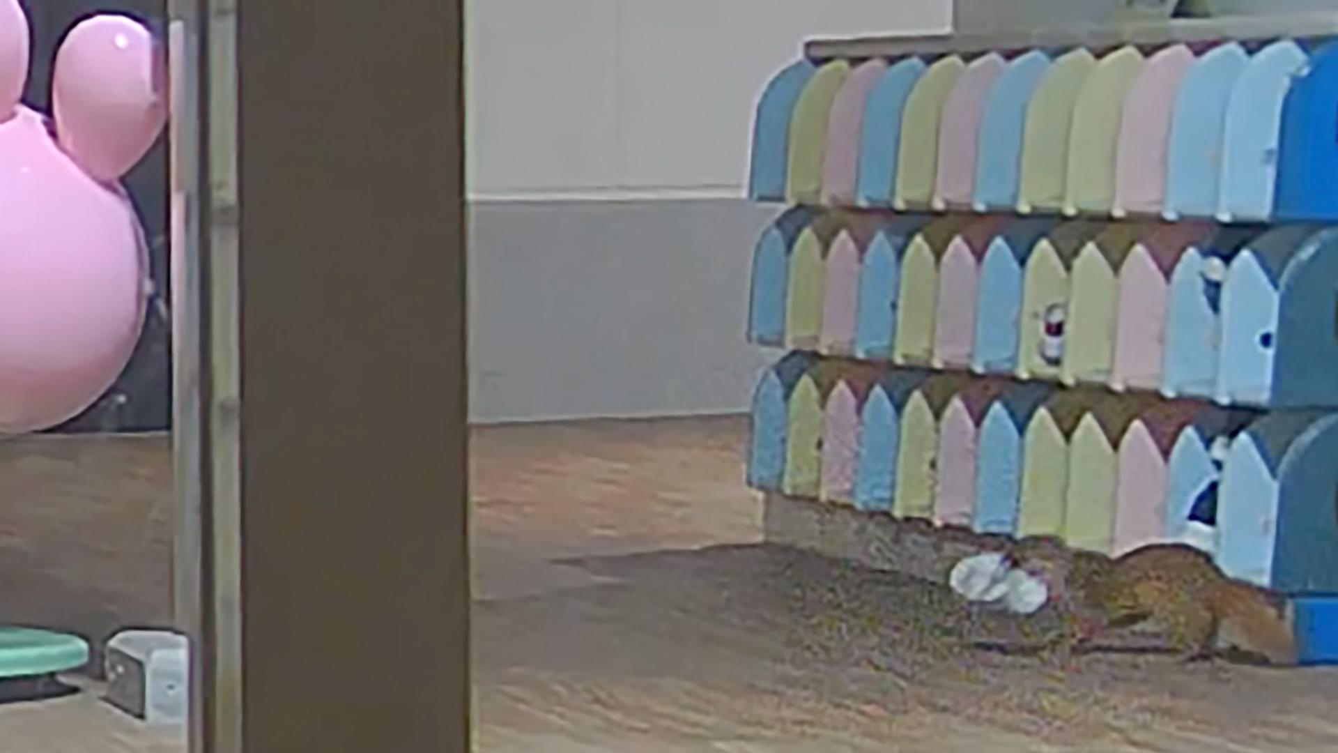 Weasel steals 15 shoes from kindergarten in Fukuoka, Japan ...