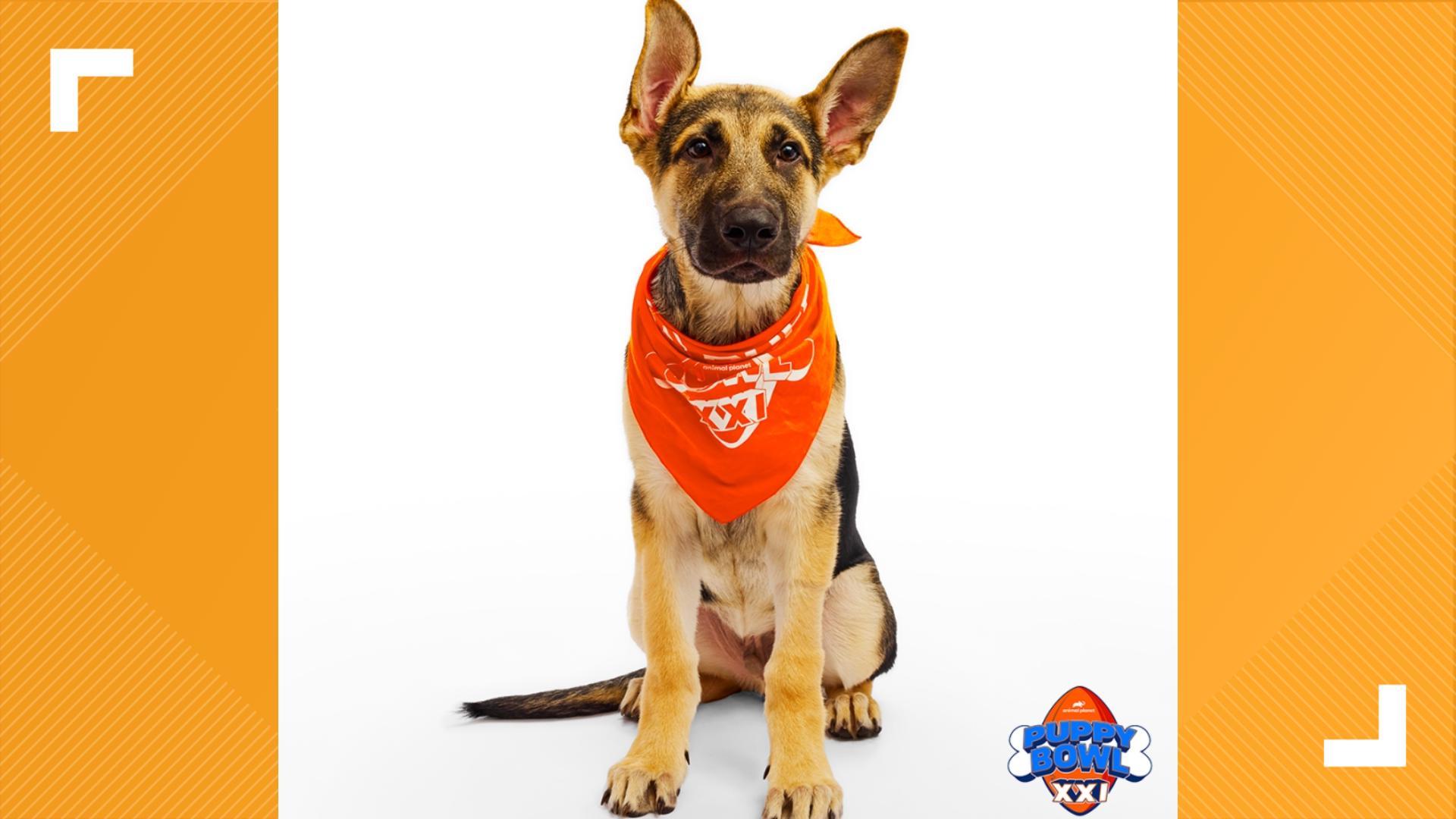 Puppy Bowl 2025 lineup: See photos of the adorable pups; how to watch ...