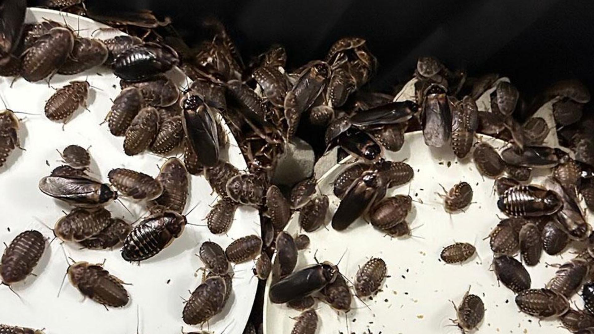 More than 100,000 cockroaches seized from illegal breeder in Australia ...
