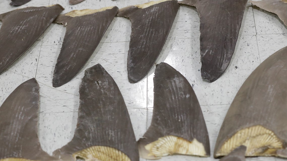 What is shark finning? Historic ban poised to become U.S. law ...