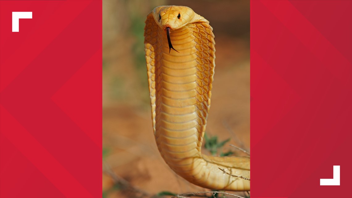 Man finds venomous cobra under seat mid-flight | newscentermaine.com