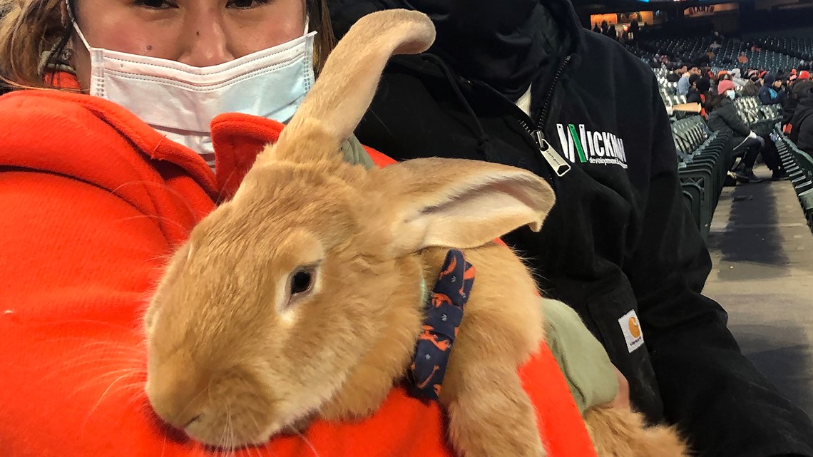 Alex the therapy bunny a hit at first San Francisco Giants game ...