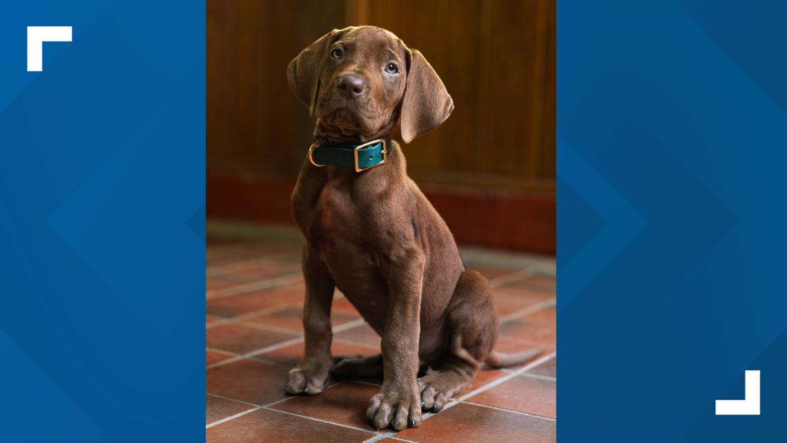 Netflix finds its Scooby-Doo for upcoming live-action series ...