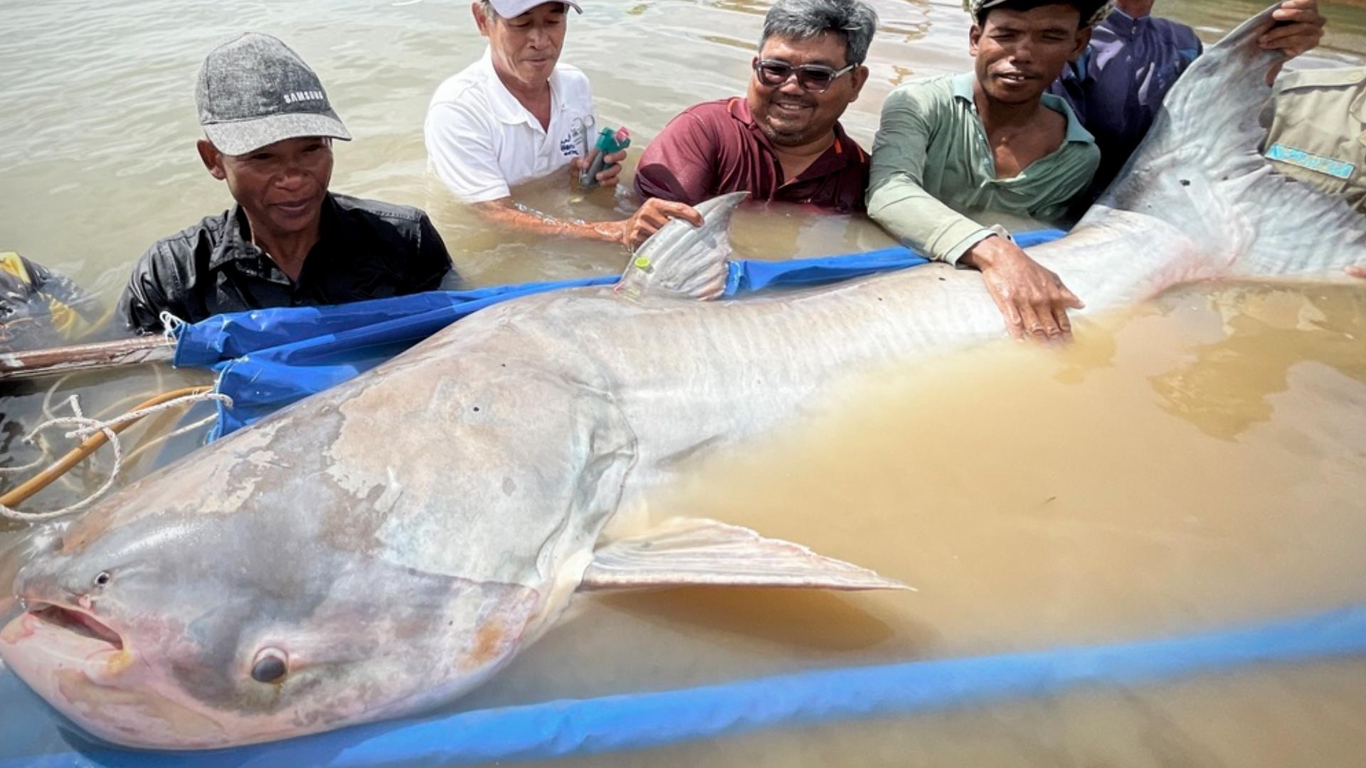 Huge and rare Mekong catfish spotted in Cambodia | newscentermaine.com