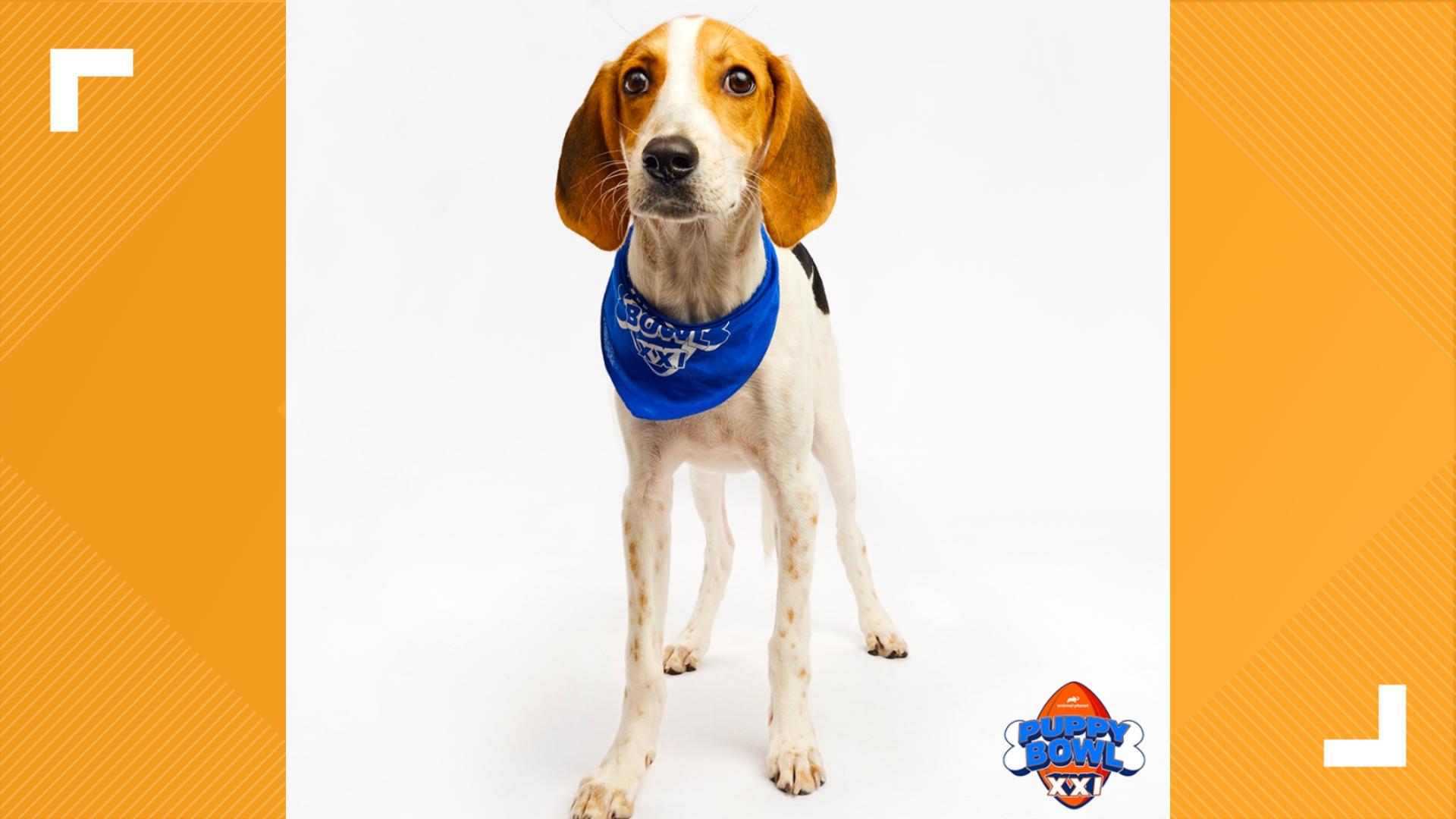 Puppy Bowl 2025 lineup: See photos of the adorable pups; how to watch ...