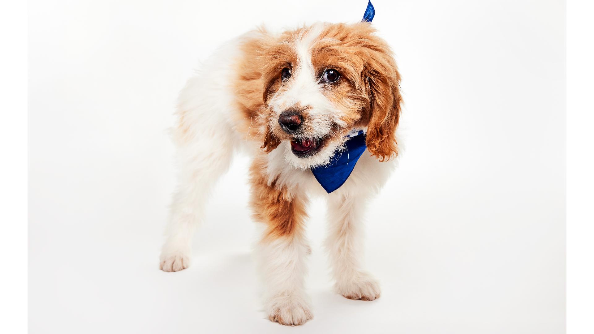 Puppy Bowl 2026: Meet the adorable pups on Teams Ruff and Fluff ...