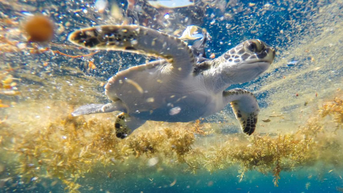 Biologists use GPS technology to track young sea turtle behavior ...