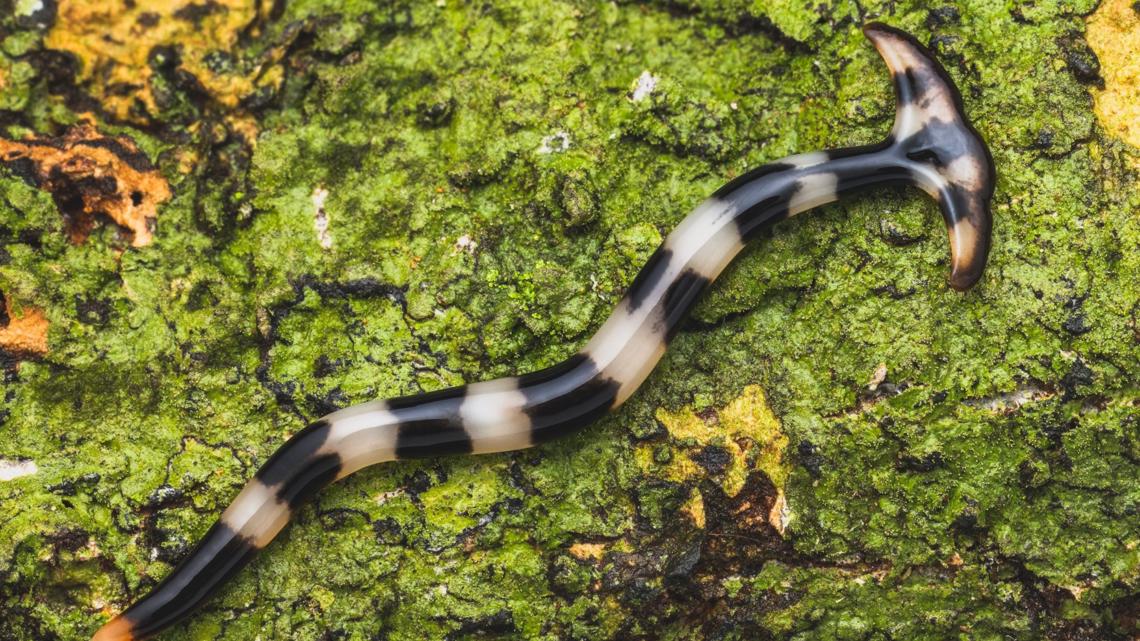 What are hammerhead worms and are they dangerous? | newscentermaine.com