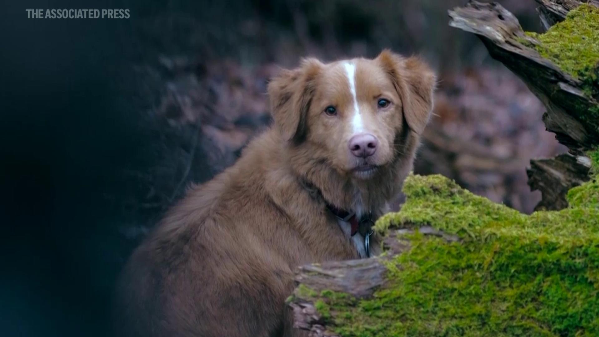 Meet the breakout canine star of horror movie 'Good Boy ...