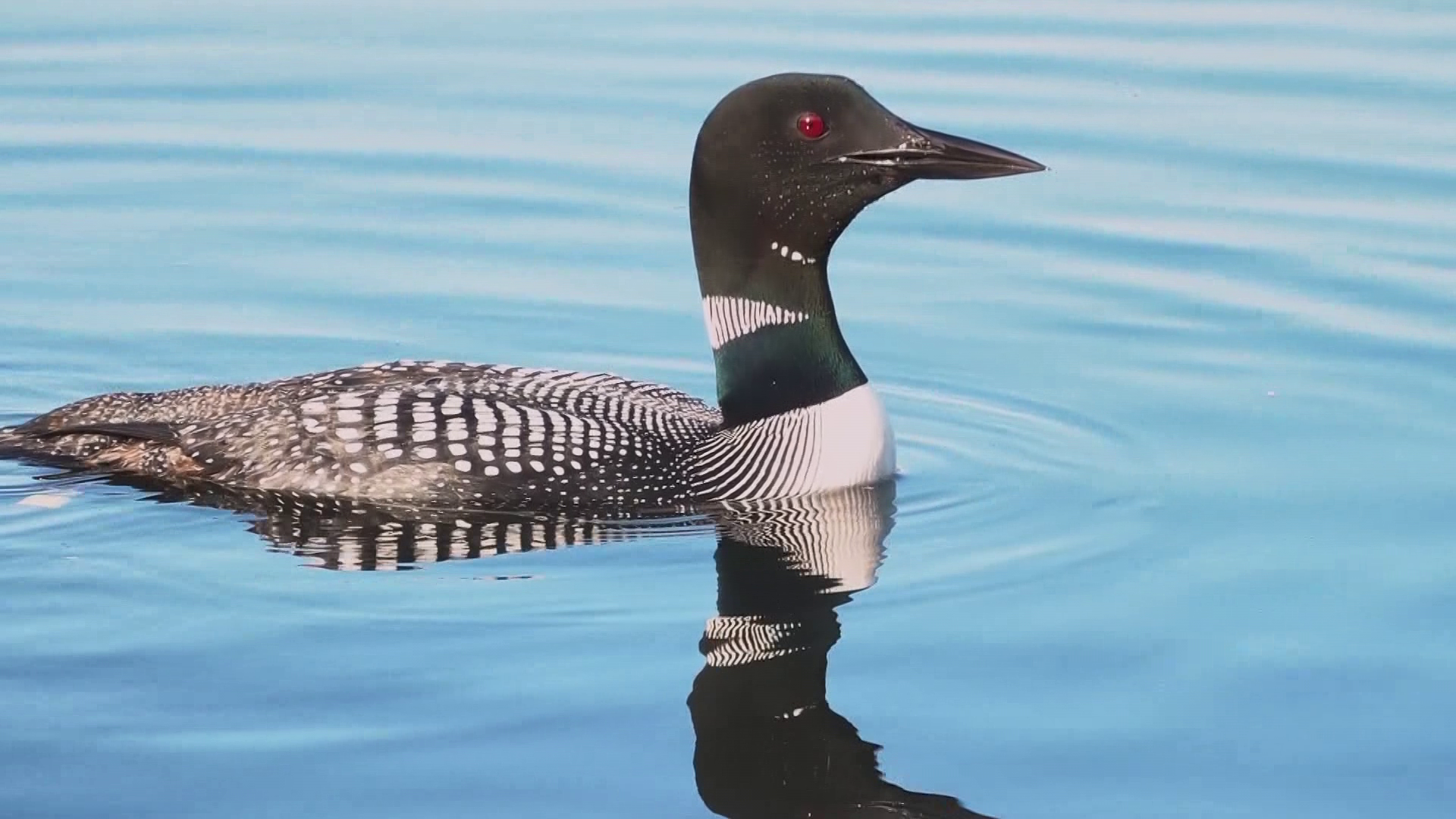 Common Loon named 2025 ABA Bird of the Year | newscentermaine.com