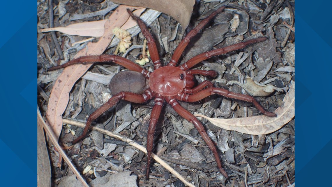 New 'giant' spider discovered in Australia | newscentermaine.com