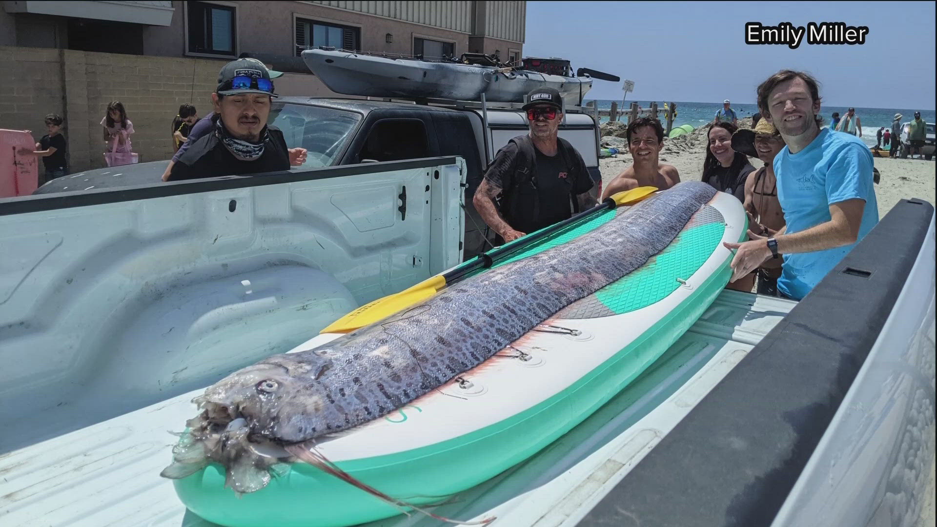 Rare oarfish found off California coast | newscentermaine.com