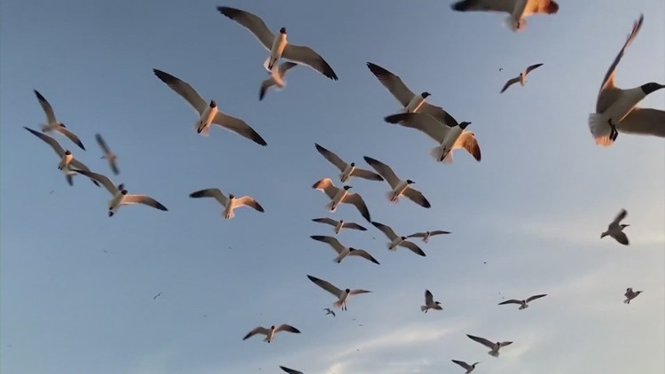 Chef David Turin shares his recipe for Five Onion Soup ...