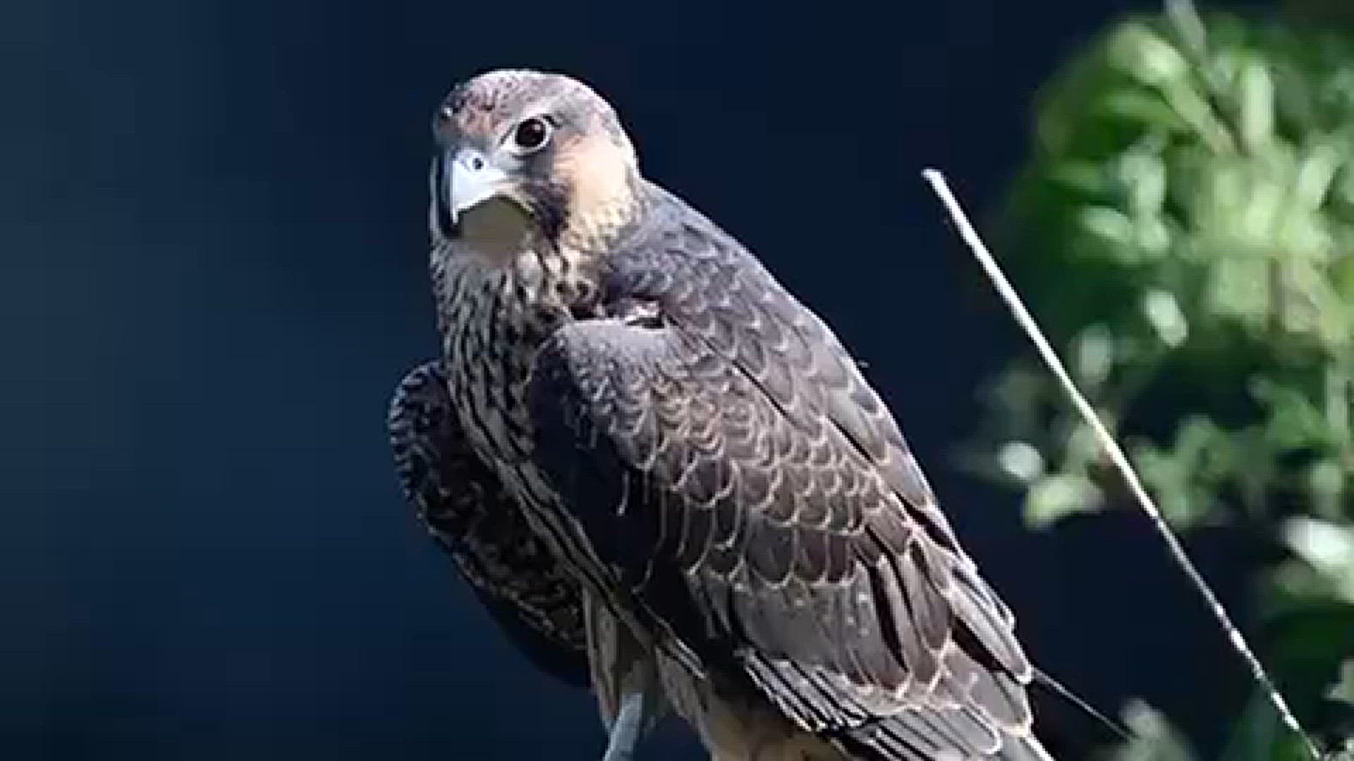 Preening Peregrine Falcon | newscentermaine.com