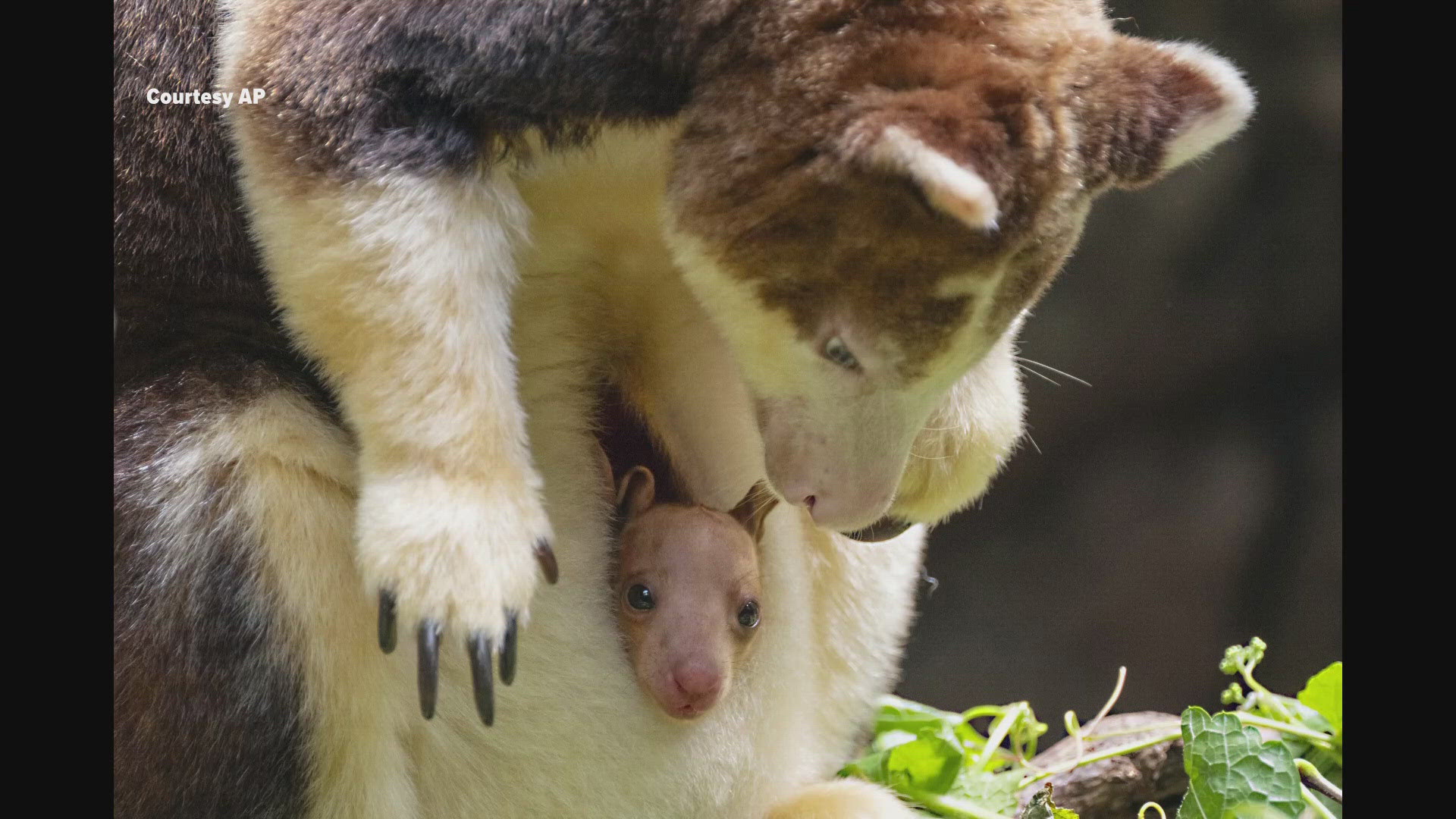 Baby tree kangaroo peeks out of its mom's pouch at zoo in New York City ...