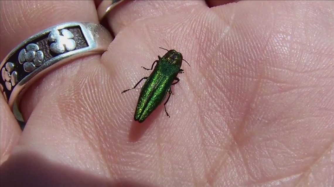 How you can help prevent the spread of invasive species ...
