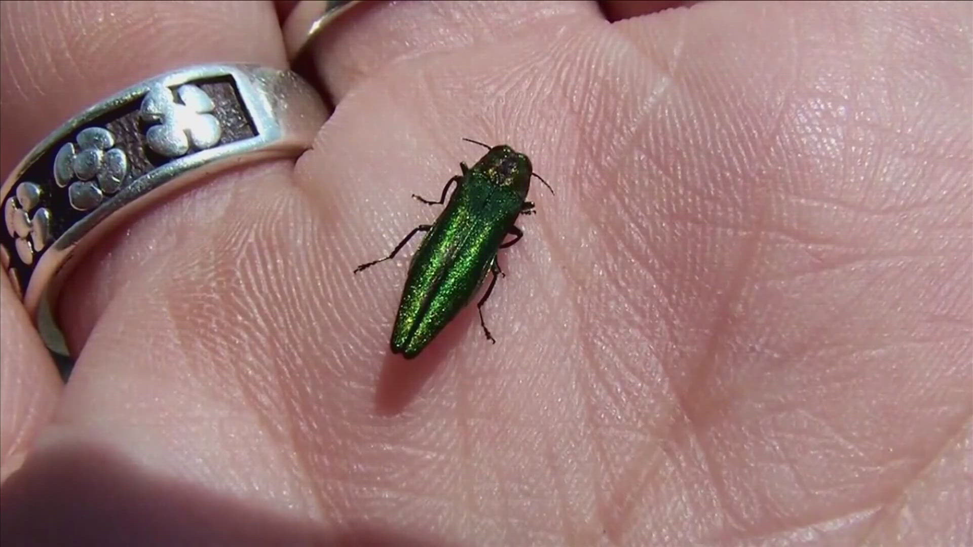 Emerald ash borer threatens ash trees on Mount Desert Island ...