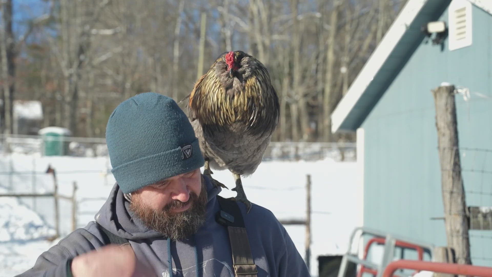 Meet Inigo Montoya: The head riding, kind-hearted rescue rooster ...
