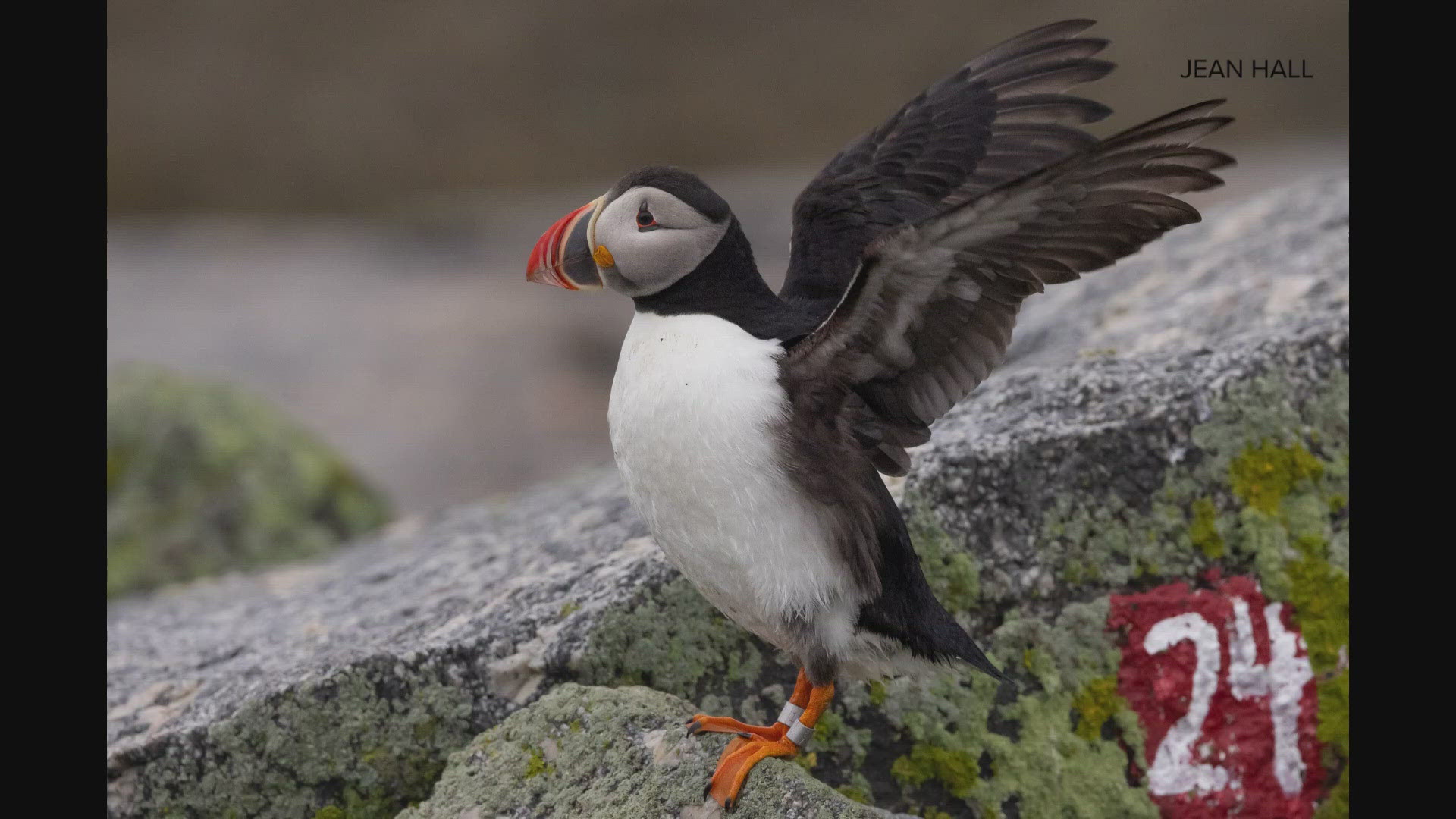 Puffin Watch: Help us rename 'EN78,' because that's no name for a ...