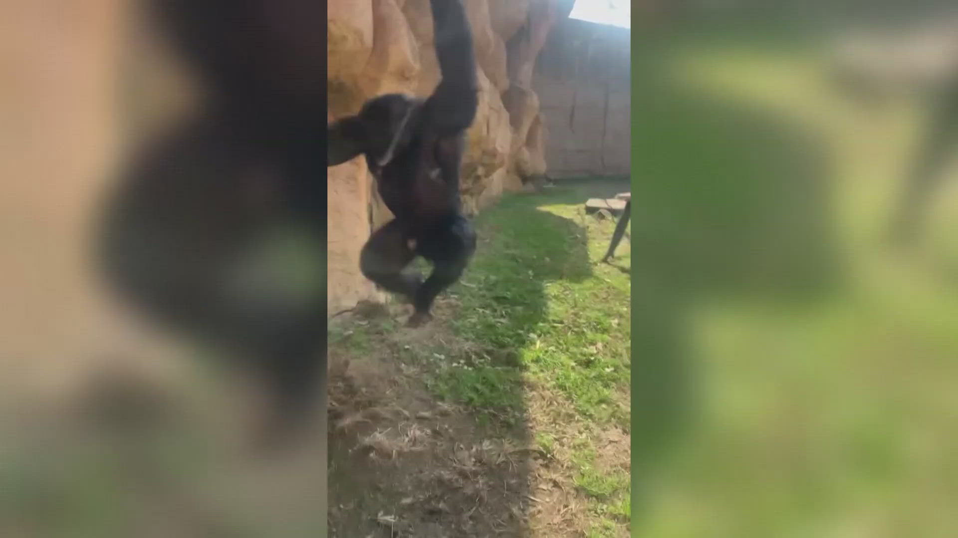 Ape shatters safety glass at Memphis zoo | newscentermaine.com