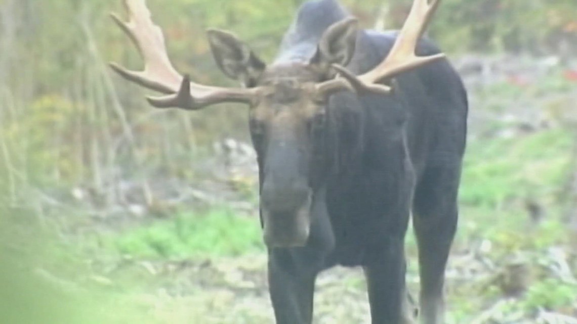 Maine moose permit lottery applications for 2024 are open ...