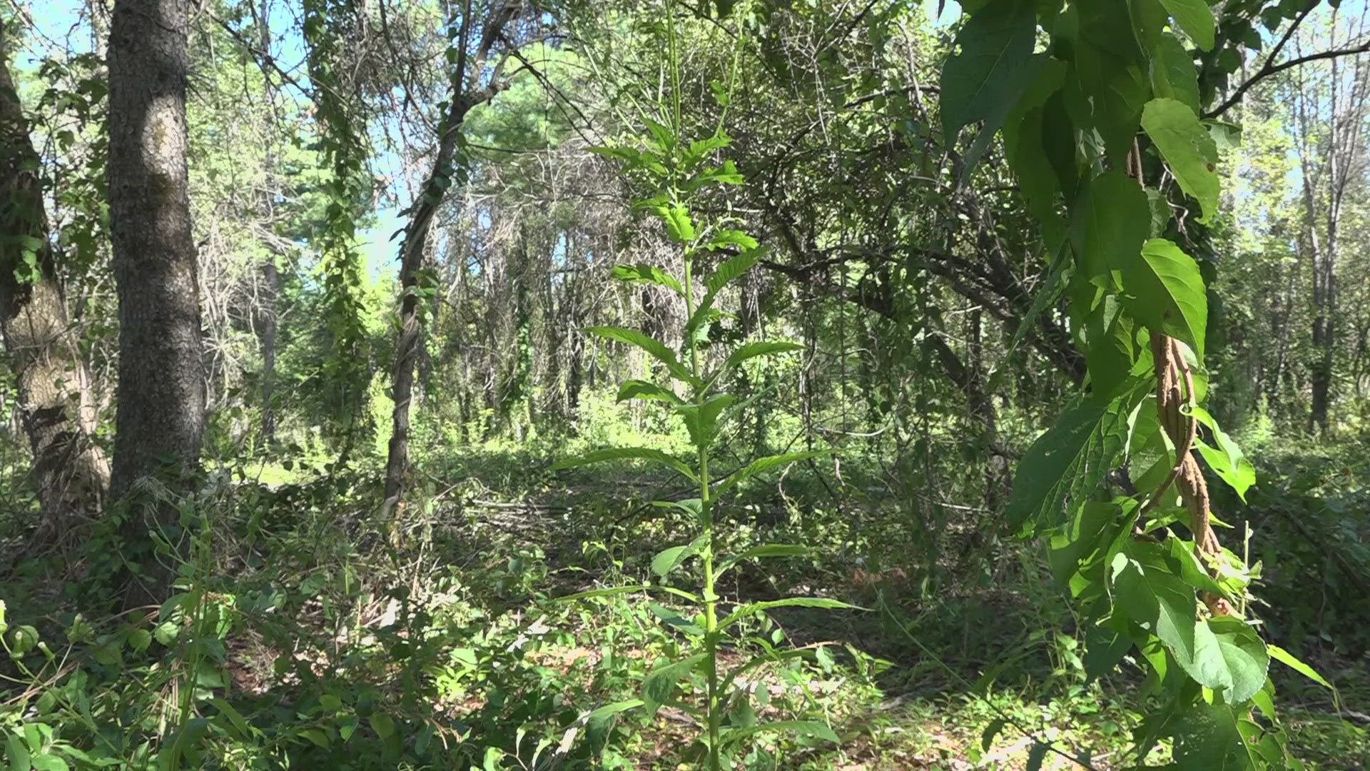 Land trust works to remove invasive plant from preserve ...