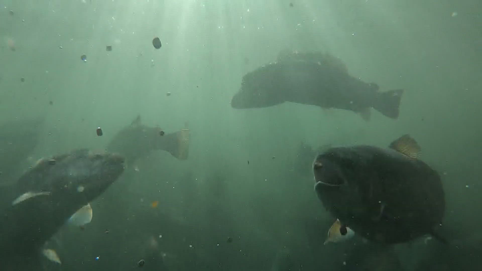 Innovative Aquafort project boosts local fish supply amid US shortages ...