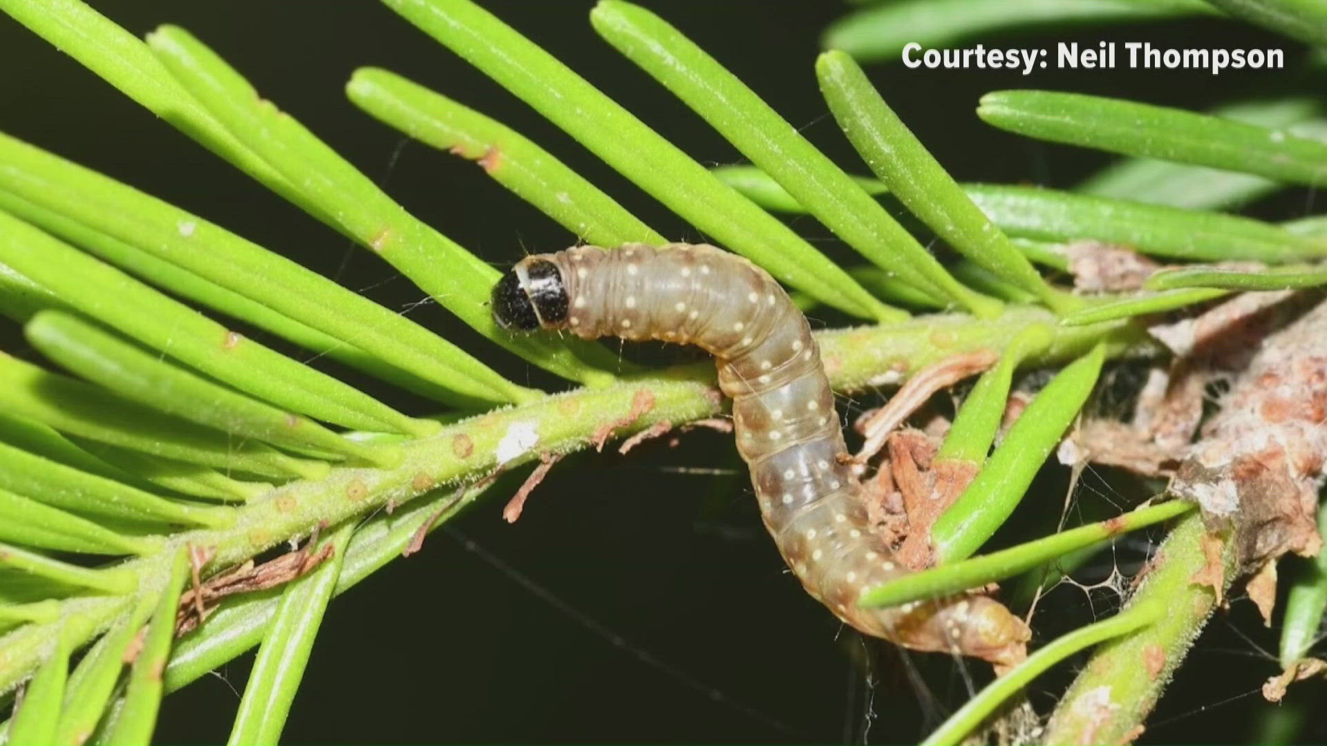 A native insect that kills trees is making a comeback in Maine ...