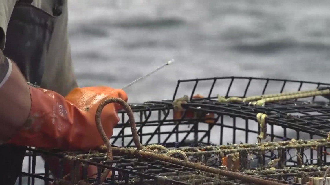 Lobsters are being overfished in New England waters, new report says | newscentermaine.com