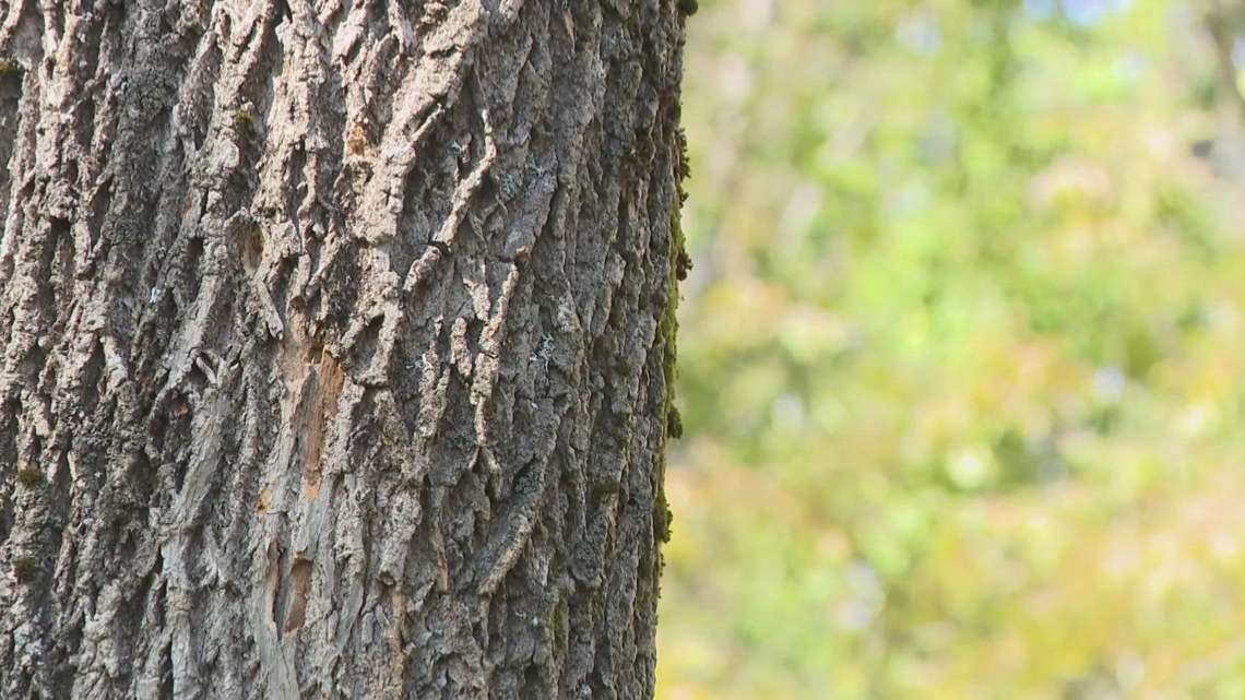 Southern Maine's scenery is changing as hundreds of ash trees are dying ...