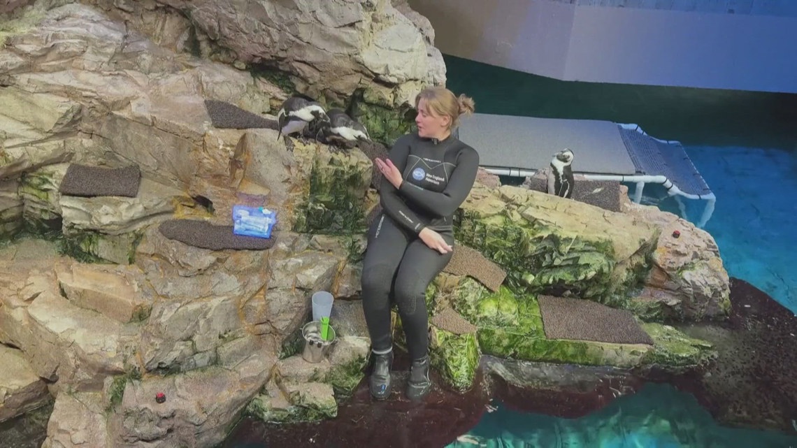 The New England Aquarium opens a geriatric island for its aging ...