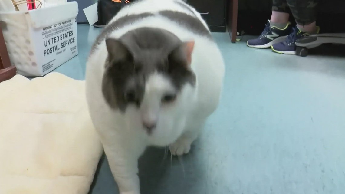 Fat cat finds new home | newscentermaine.com