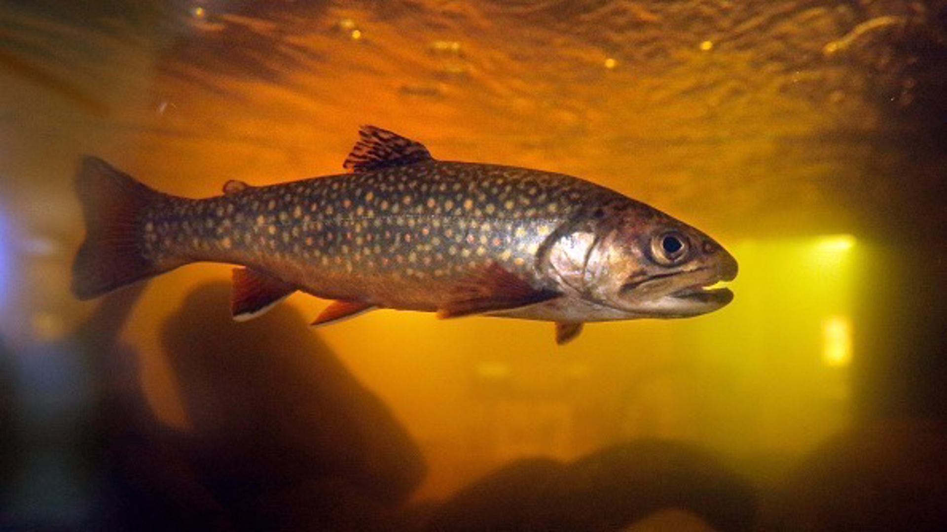 Safety tips: Check out these guidelines for consuming Maine's ...