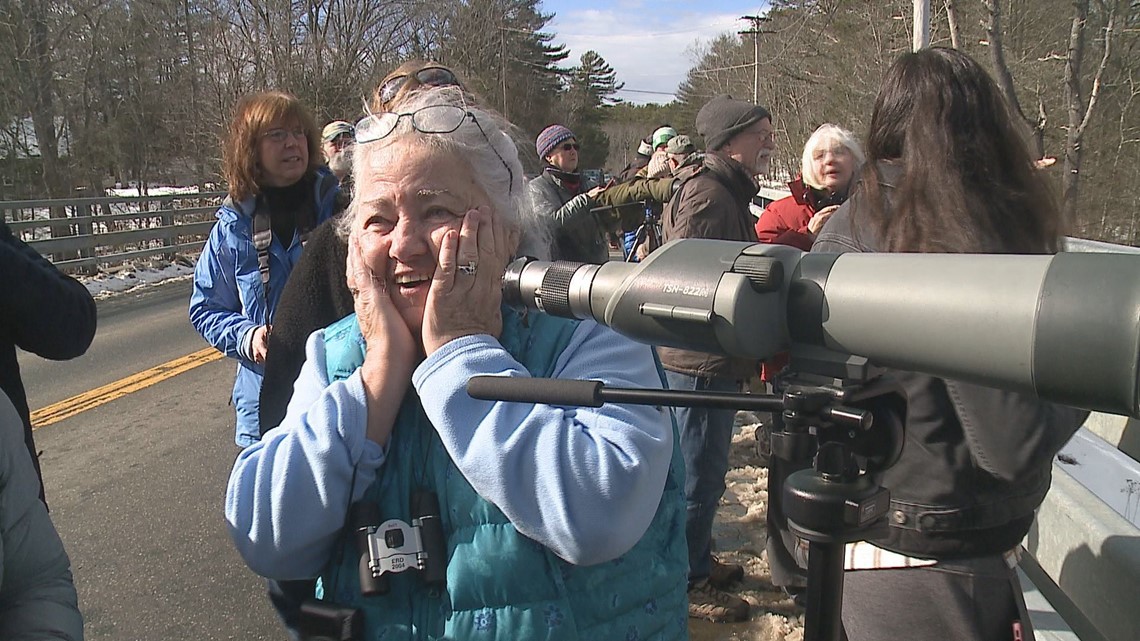 Birders flock to see extremely rare Steller's Sea Eagle ...