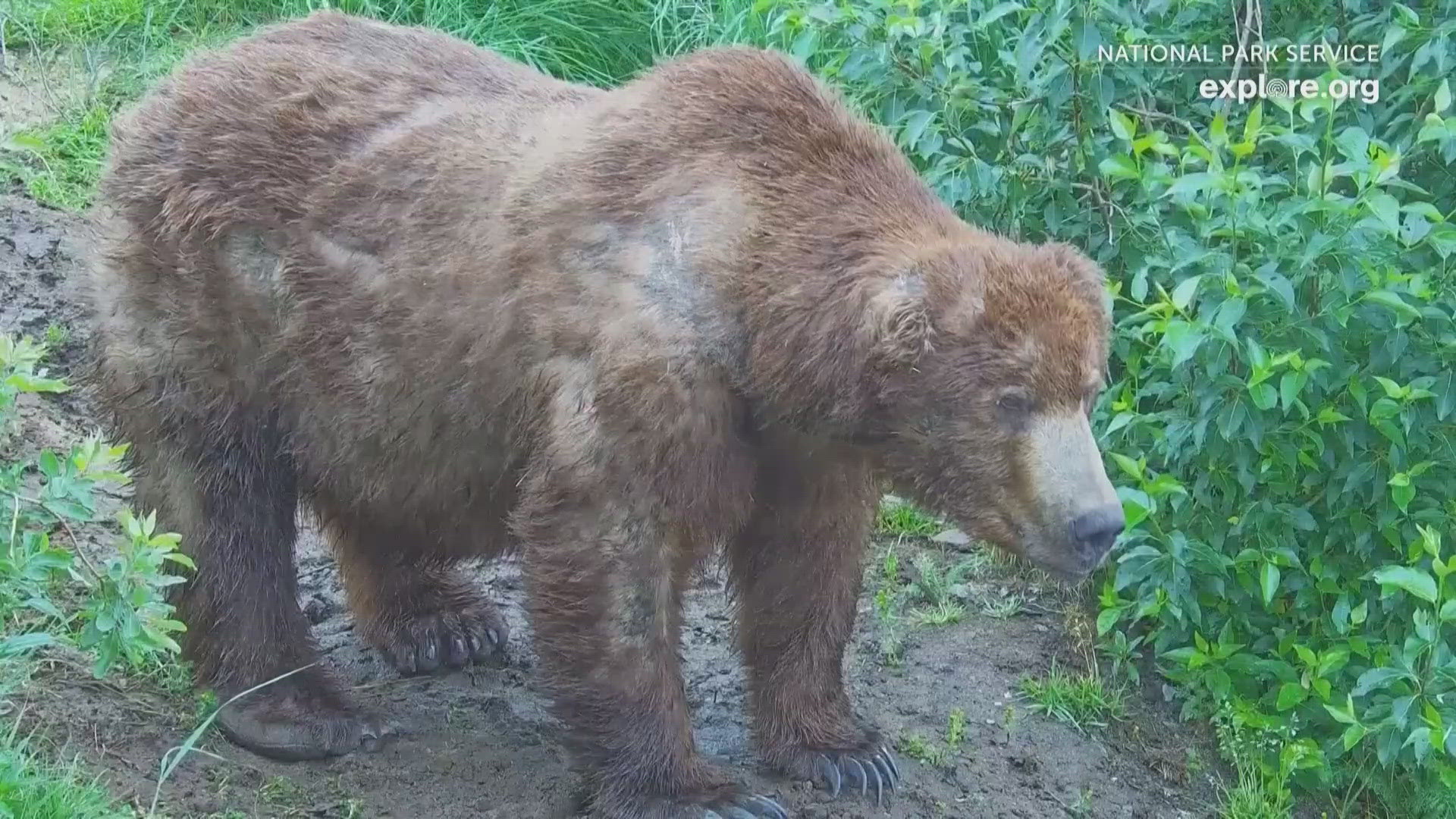 Fat Bear Week is back! | newscentermaine.com