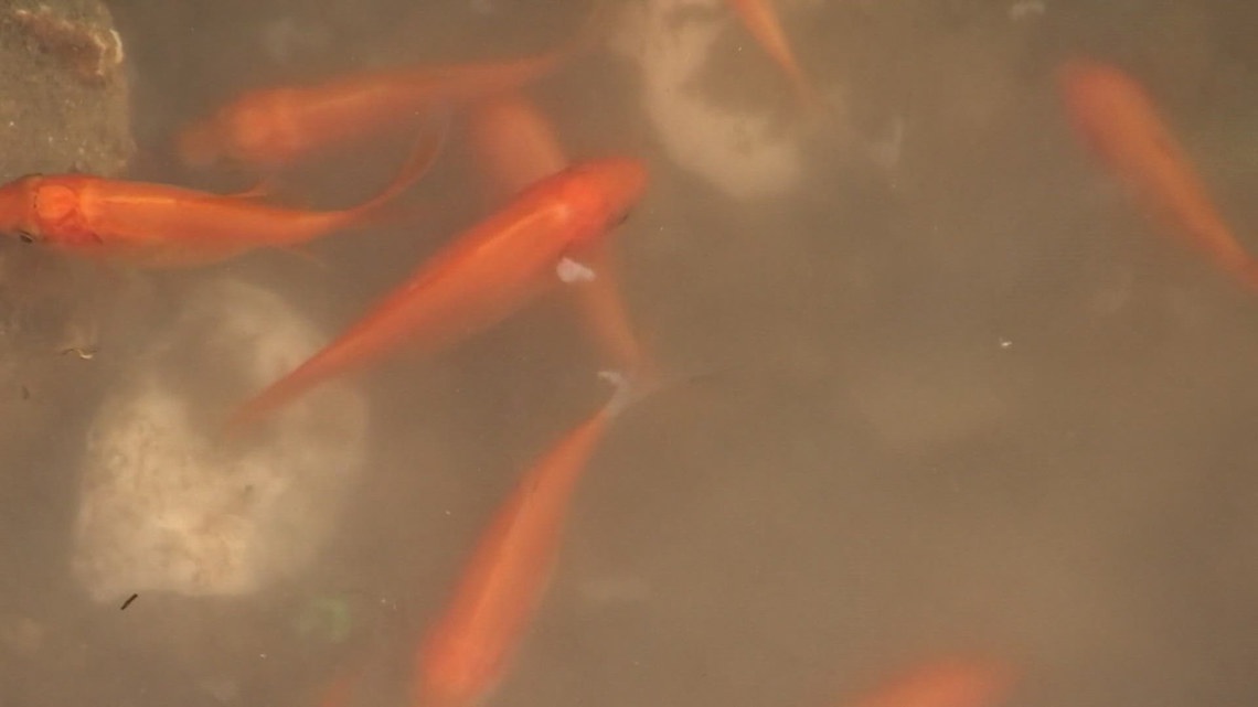 Brooklyn goldfish pond destroyed | newscentermaine.com