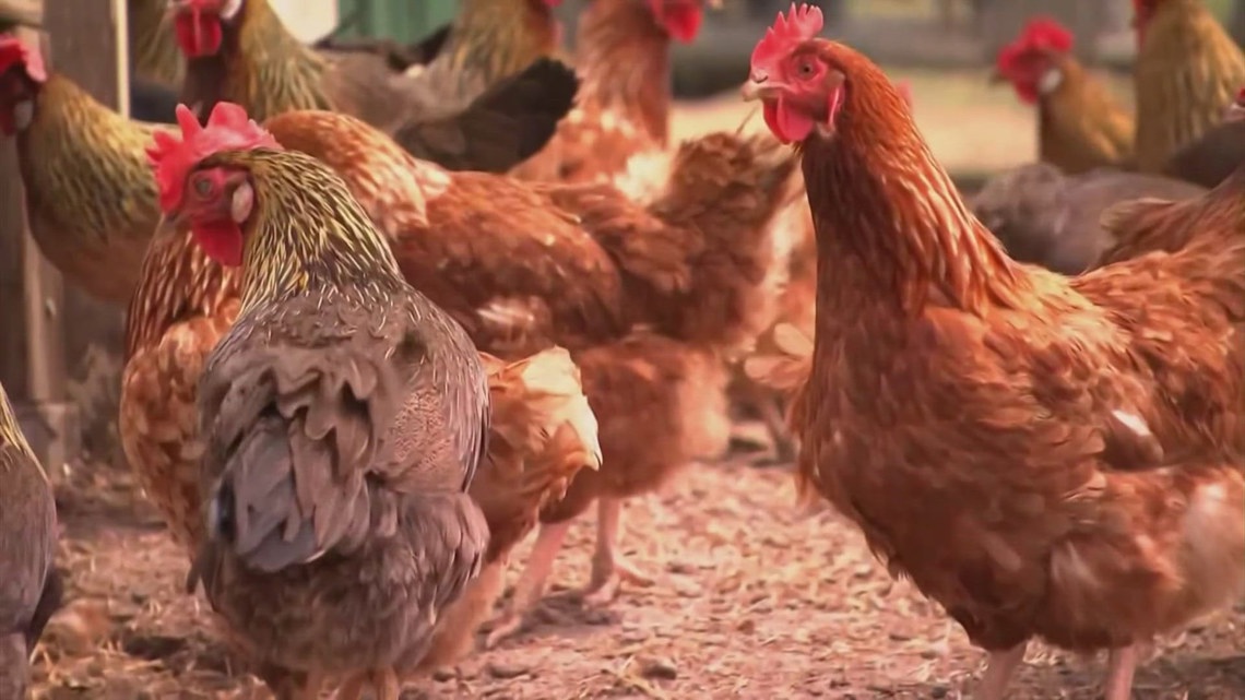 Yes, there is an egg shortage because of bird flu, and prices are ...