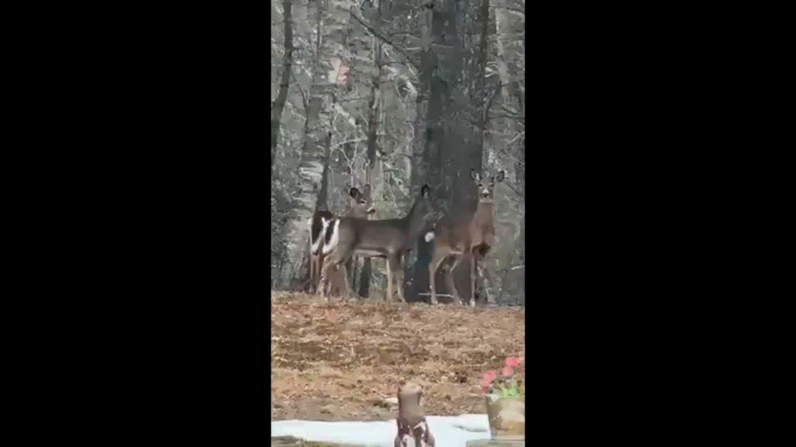 Dominant Deer Stomping | newscentermaine.com
