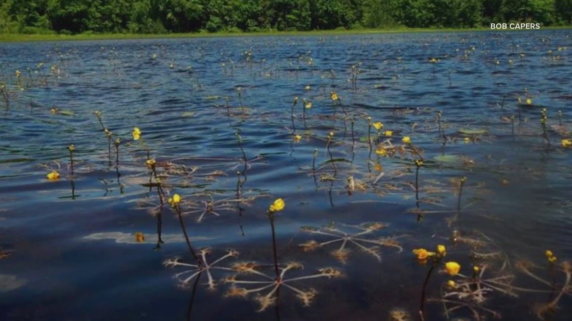 Invasive aquatic plant found in eight bodies of water across Maine ...