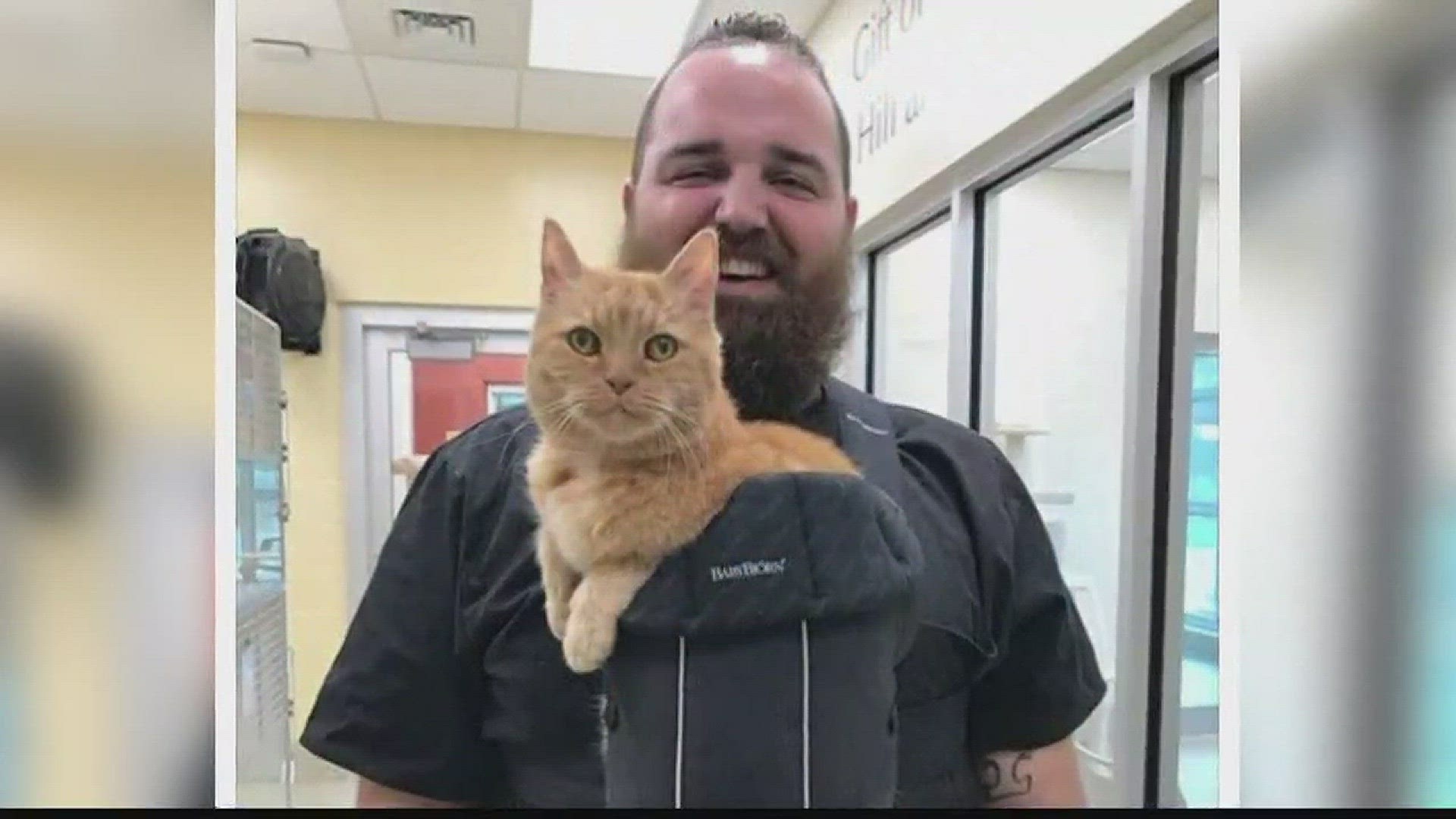 Animal Refuge League Facebook post goes viral, special cat gets adopted ...