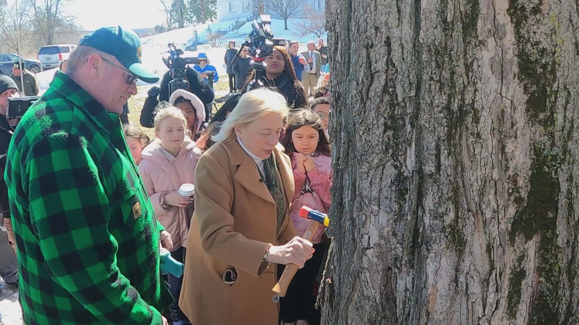 Gov. Mills taps Blaine House tree ahead of 40th Maine Maple Sunday ...