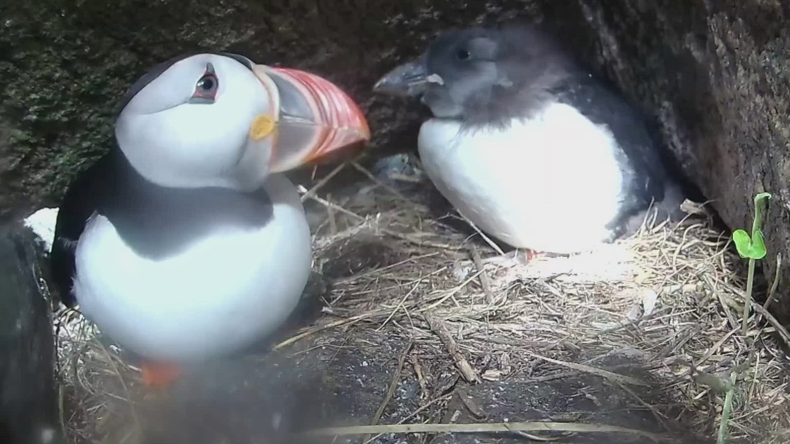 Puffin Watch: Scuffle in Burrow 59 upends camera, but puffling is OK | newscentermaine.com