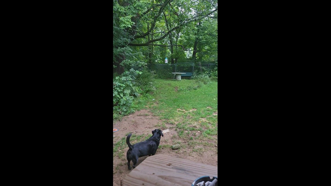 Gracie May and Bowie | newscentermaine.com