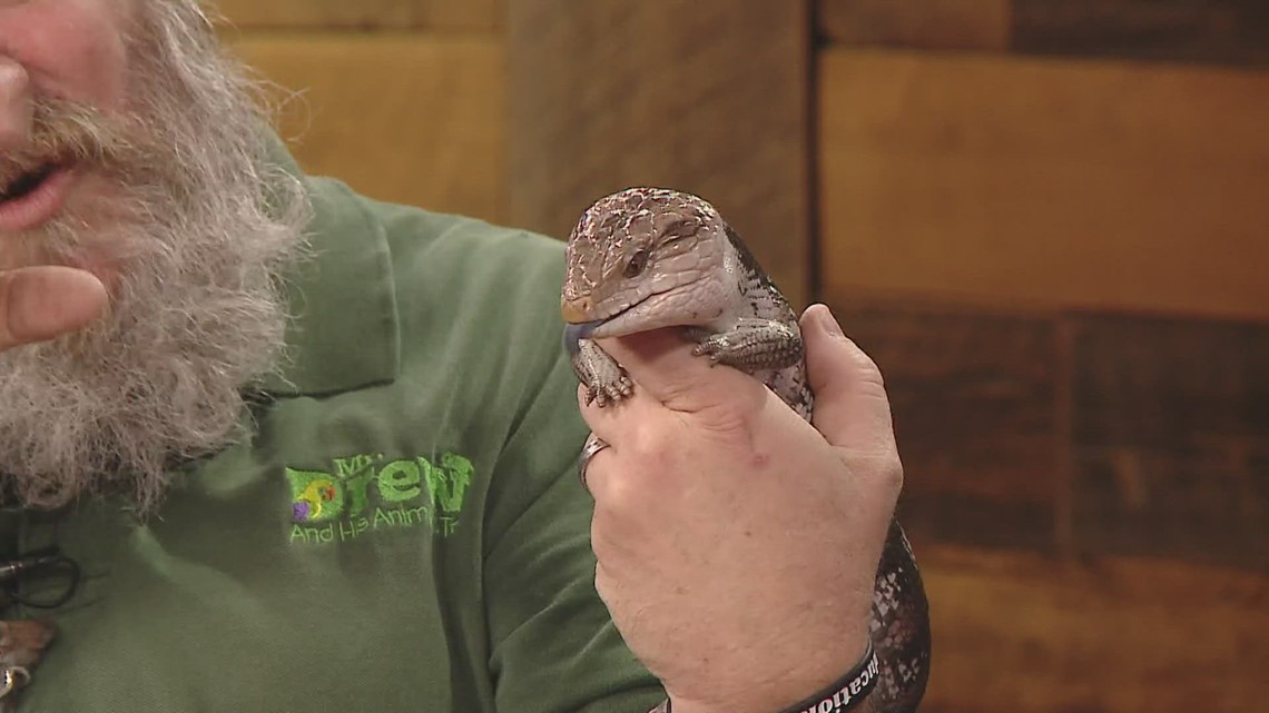 Mr. Drew and His Animals Too join 207 to talk about reptiles ...