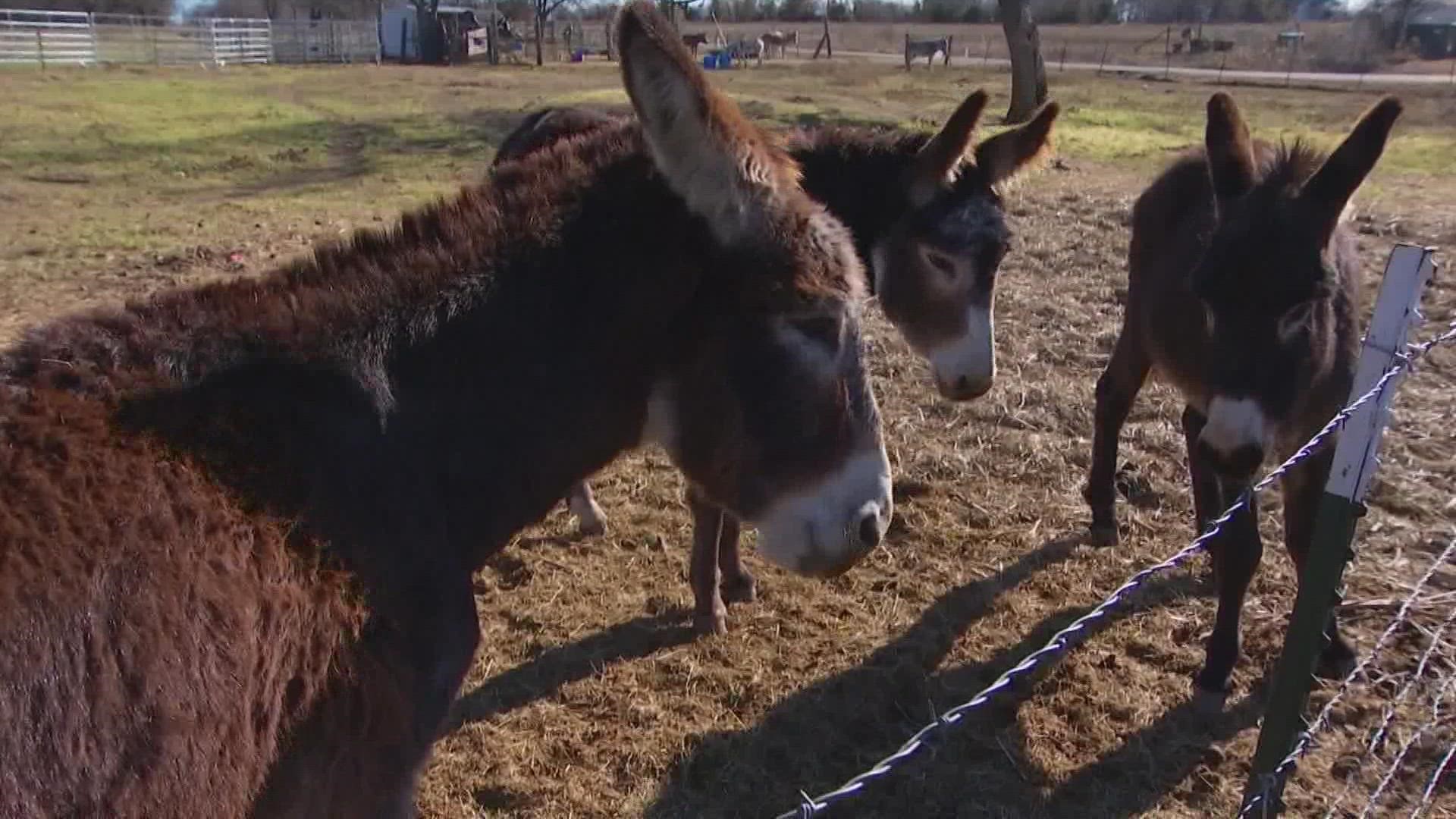 Donkey and horse rescue center in Texas hopes to make a big difference ...