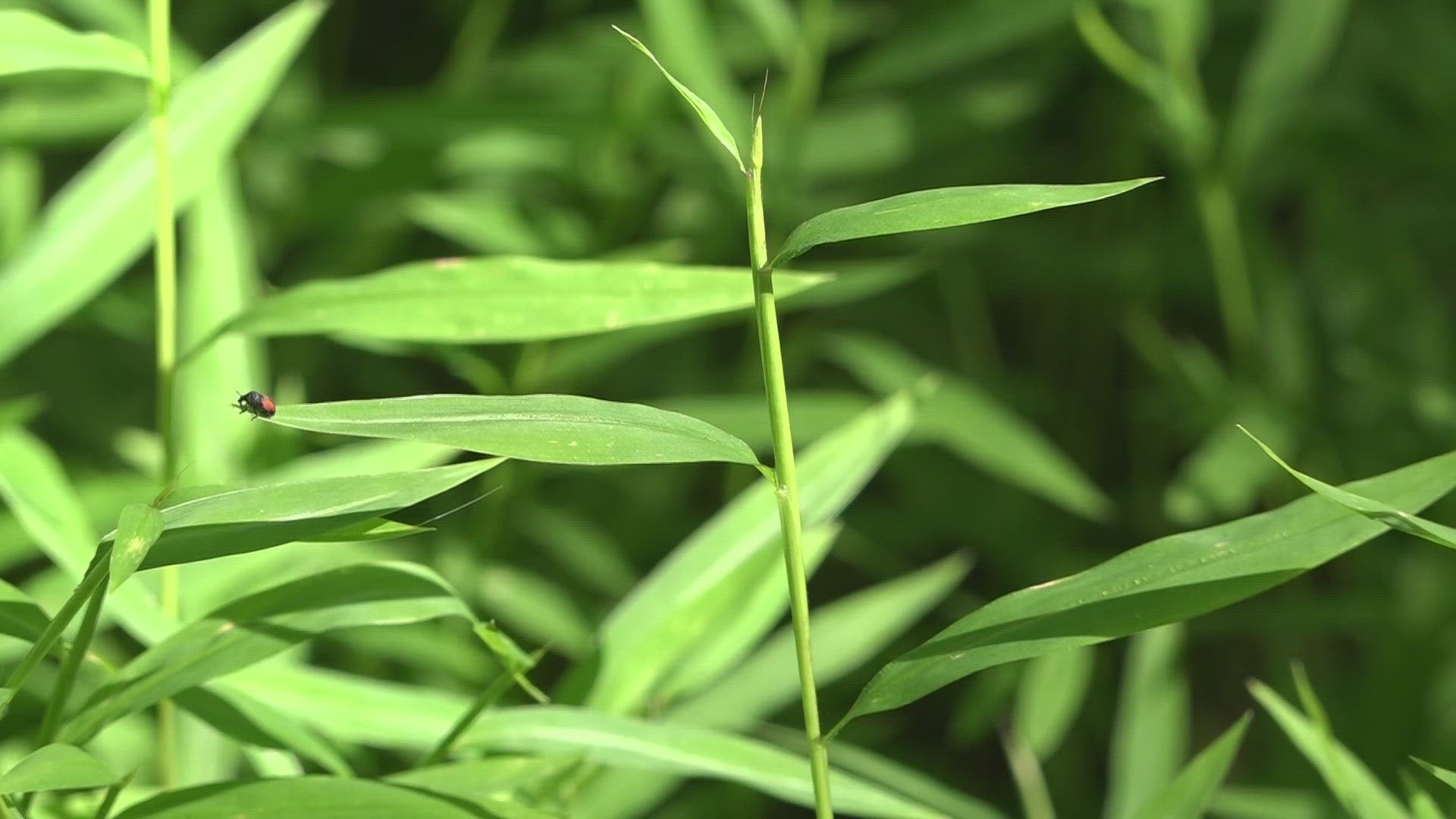Volunteers tackle invasive Japanese stiltgrass in York ...