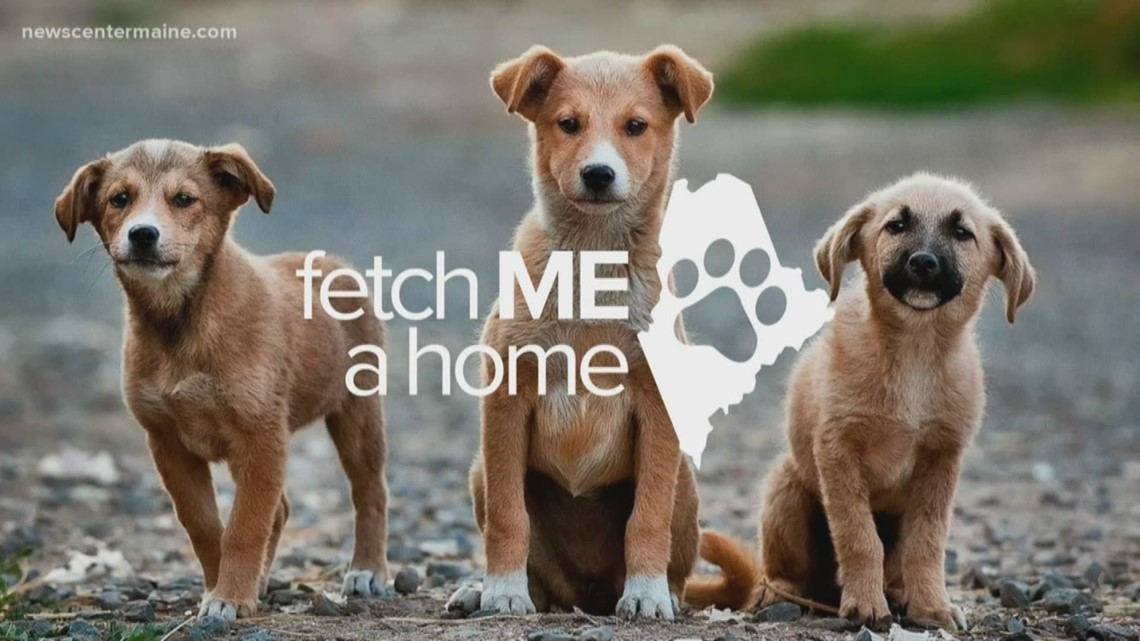 Fetch ME a Home: Blanche | newscentermaine.com